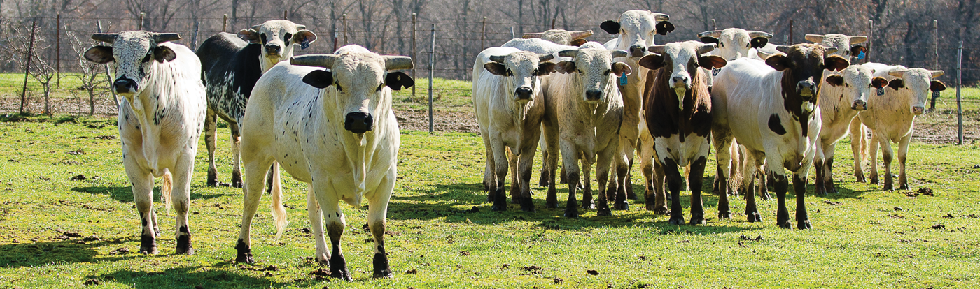 Livestock Equipment | Unit Liner Company